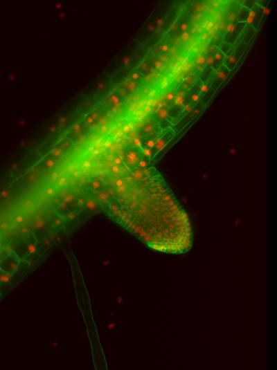 Plant Root Cells [IMAGE] | EurekAlert! Science News Releases