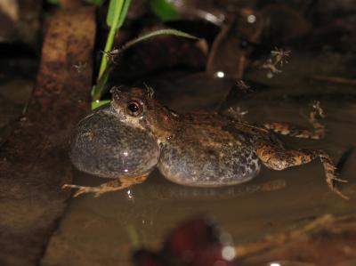 The love song of male túngara frogs | EurekAlert!