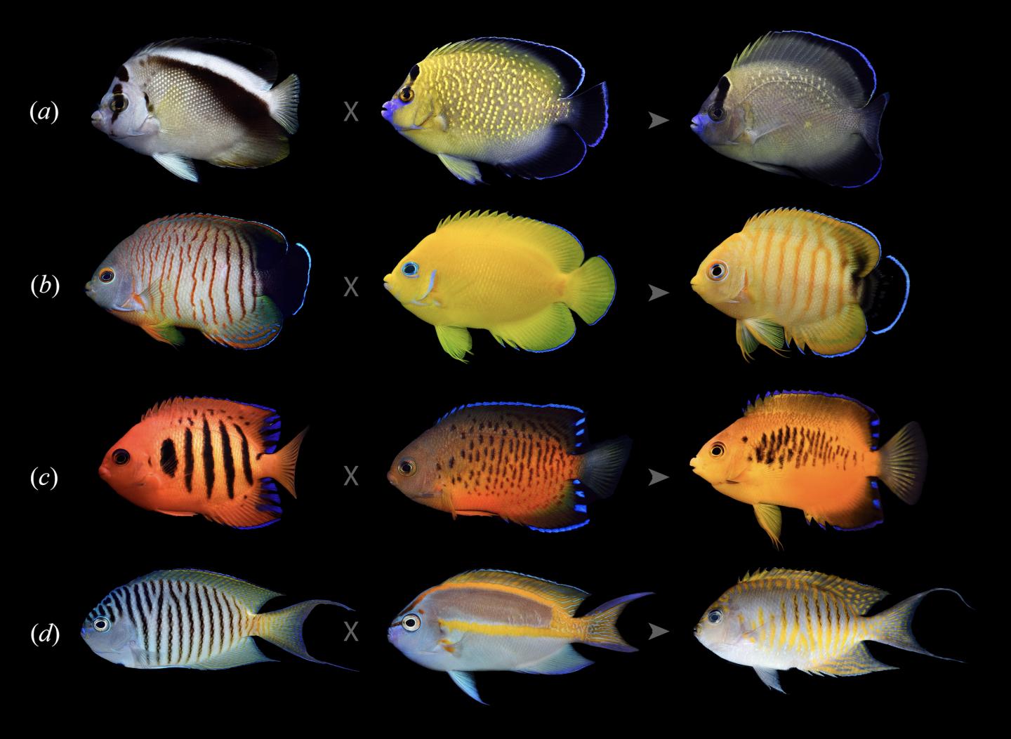 Marine Angelfish Hybrids [IMAGE] | EurekAlert! Science News Releases