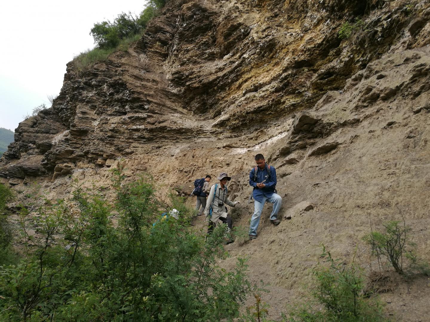 New Fossils Show Extraordinary [IMAGE] | EurekAlert! Science News Releases