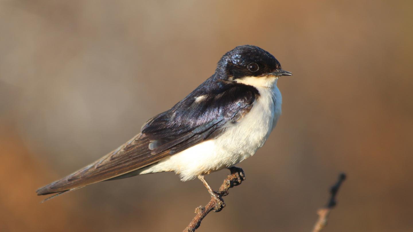 White-tailed Swallow [IMAGE] | EurekAlert! Science News Releases
