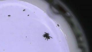To Gauge Distance, Jumping Spiders See Green | EurekAlert!