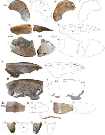 Fossil Samples 2 [IMAGE] | EurekAlert! Science News Releases