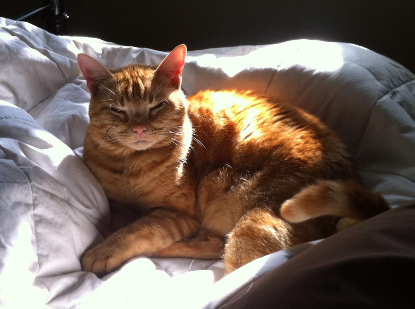 What does a healthy aging cat look like? | EurekAlert!