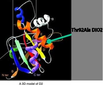 Genetic flaw causes problems for many with hy | EurekAlert!