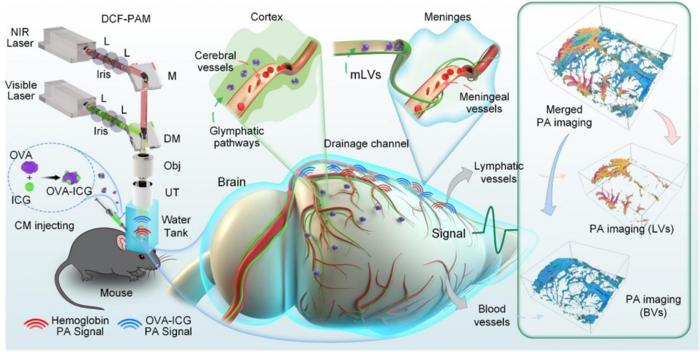 3D intravital high-resolution photoacoustic t | EurekAlert!