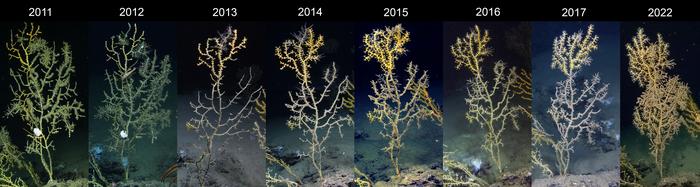 Coral time series [IMAGE] | EurekAlert! Science News Releases