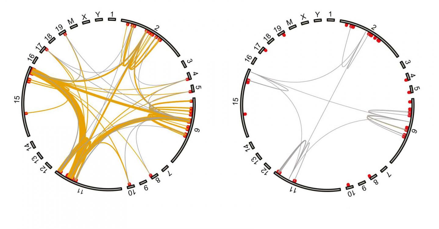 The Effect of PRC1 Loss on Gen [IMAGE] | EurekAlert! Science News Releases
