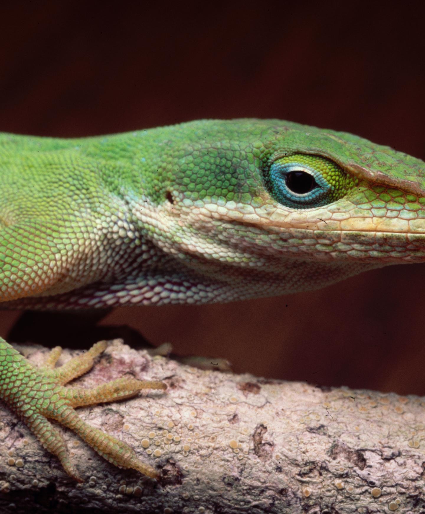 Invading Lizards Drive Rapid Evolution (3 of | EurekAlert!