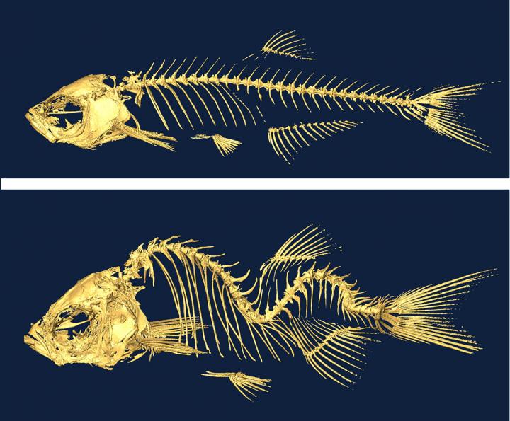 Zebrafish Spines [IMAGE] | EurekAlert! Science News Releases