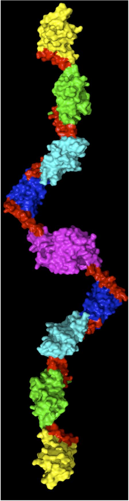 Myomesin [IMAGE] | EurekAlert! Science News Releases