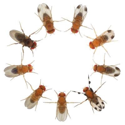 The Genetics of Fruit Fly Spots (2 of 5) | EurekAlert!