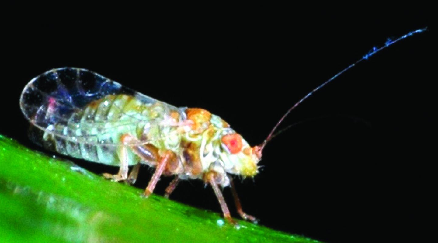 Guam Psyllid [IMAGE] | EurekAlert! Science News Releases