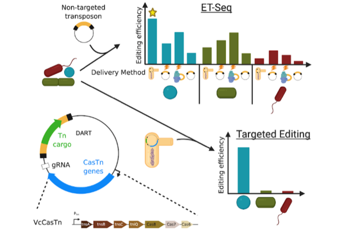 CRISPRing the microbiome is just around the c | EurekAlert!