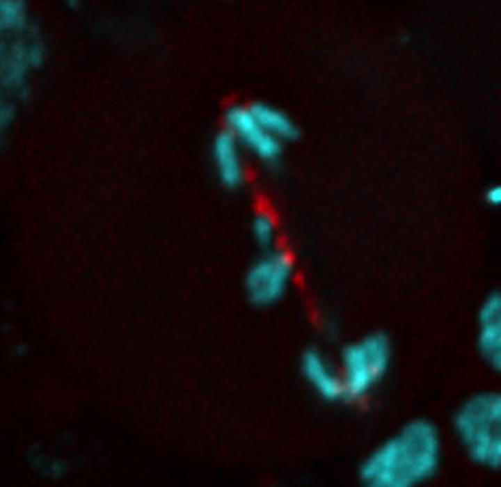 DNA Tether [IMAGE] | EurekAlert! Science News Releases