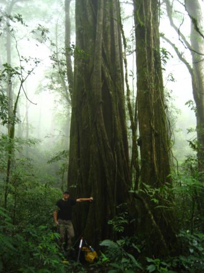 Trees in the Monteverde Cloud [IMAGE] | EurekAlert! Science News Releases