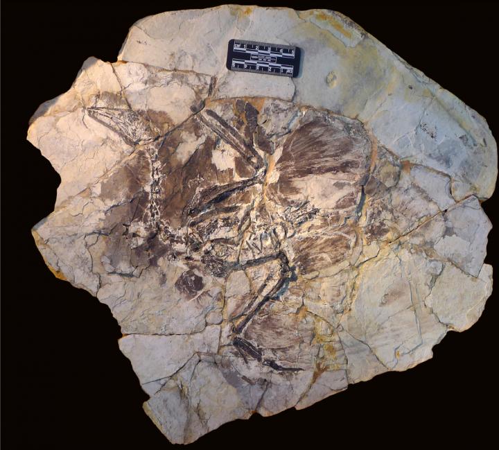 Fossilized Bird [IMAGE] | EurekAlert! Science News Releases
