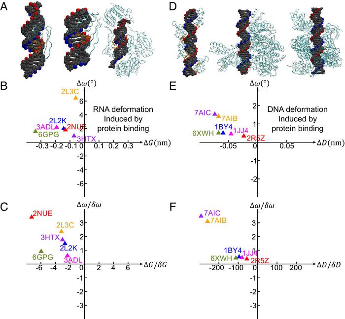 RNA and DNA deformations [IMAGE] | EurekAlert! Science News Releases