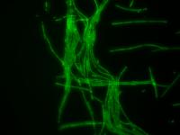 'Bionic mushrooms' fuse nanotech, bacteria an | EurekAlert!
