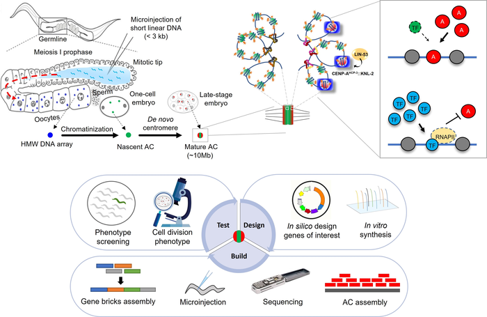 HKU Biologists' artificial chromosomes study | EurekAlert!