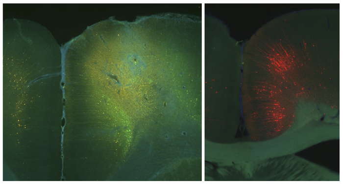 Cortical Circuit [image] Eurekalert Science News Releases