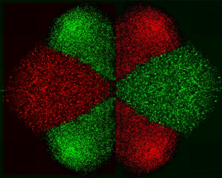 Micro-electro-fluidic Probe (M [IMAGE] | EurekAlert! Science News Releases