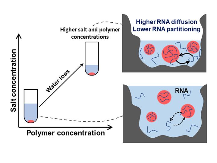 Wet Dry RNA [IMAGE] | EurekAlert! Science News Releases