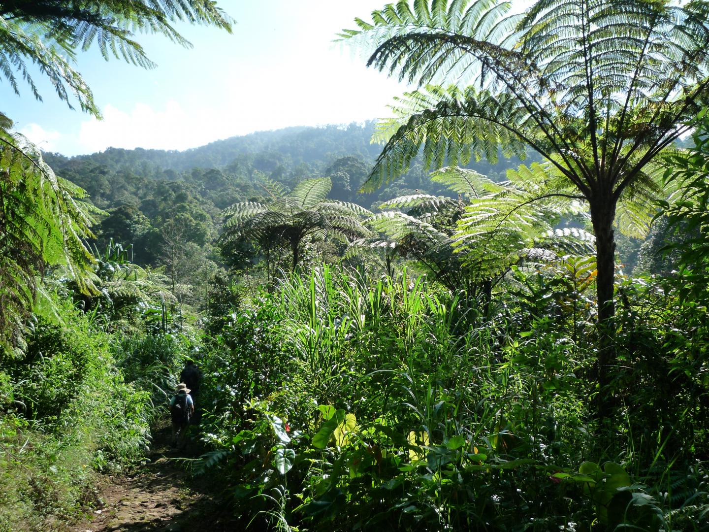 Species-Rich Rainforests of Mo [IMAGE] | EurekAlert! Science News Releases