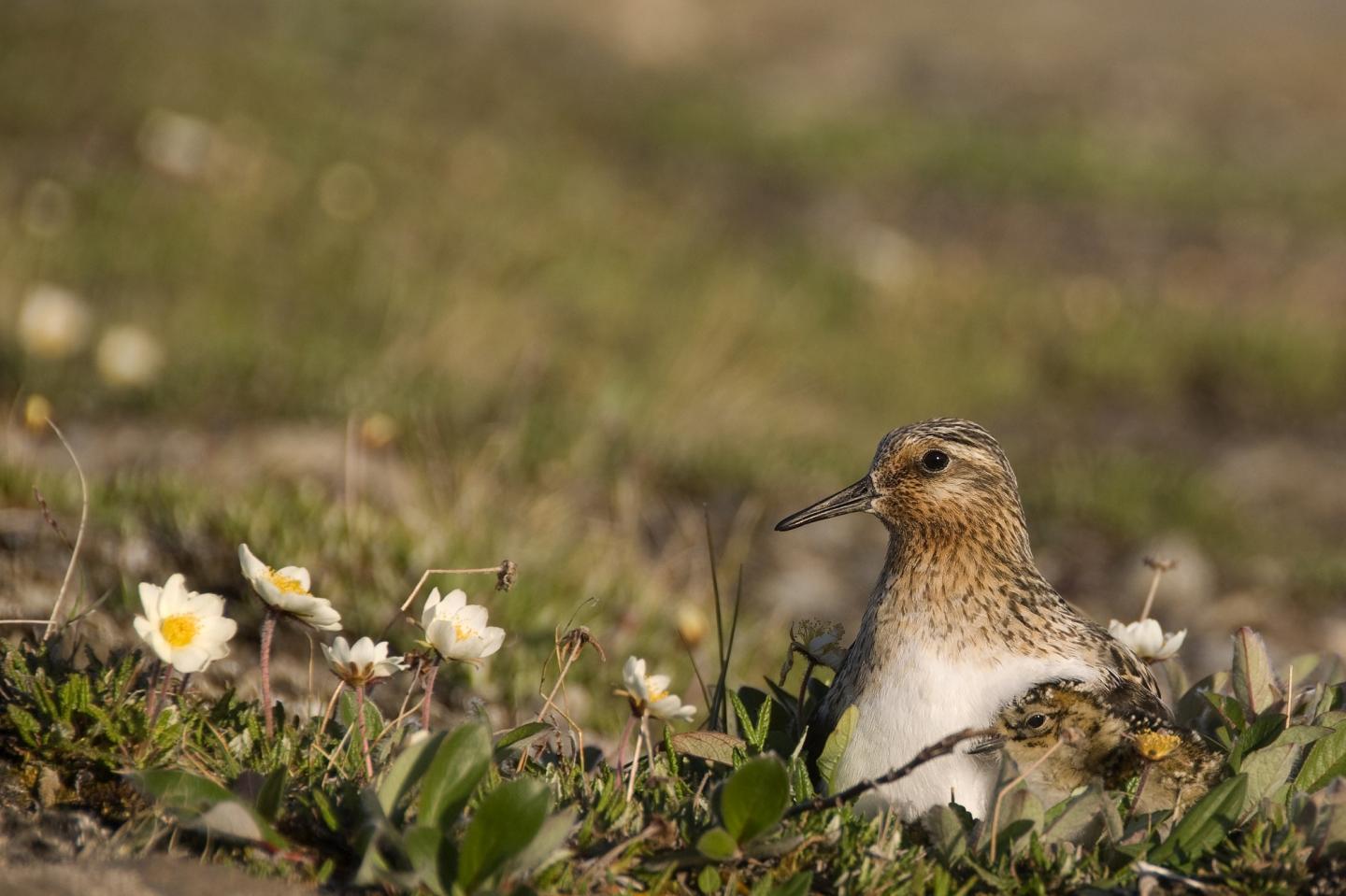 Sanderling Breeding on Greenla [IMAGE] | EurekAlert! Science News Releases