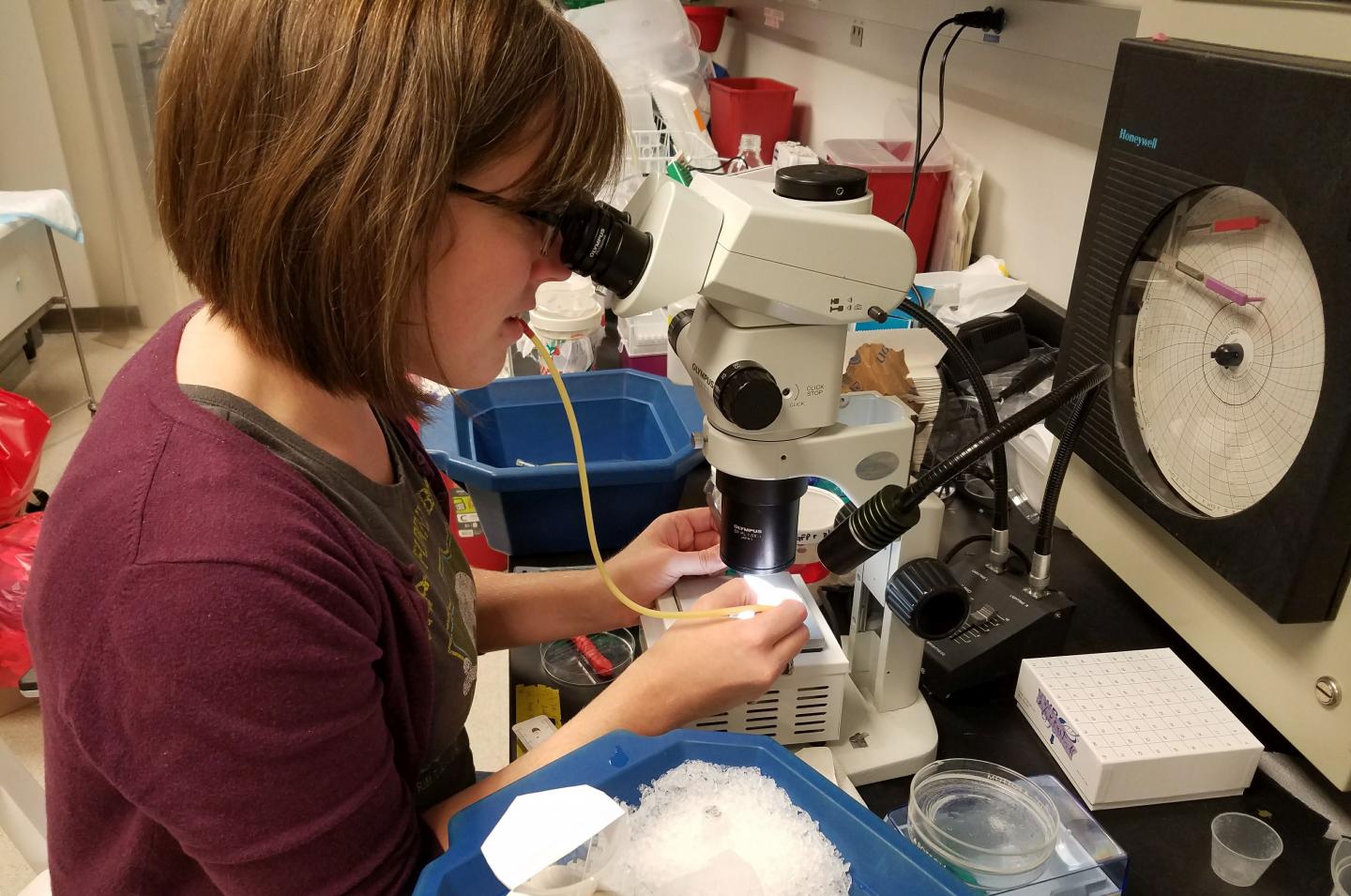 Rasgon [IMAGE] | EurekAlert! Science News Releases