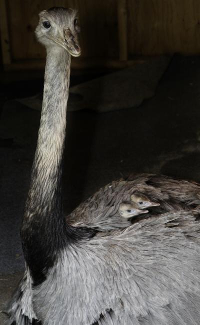 National Zoo Male Rhea and 2 C [IMAGE] | EurekAlert! Science News Releases