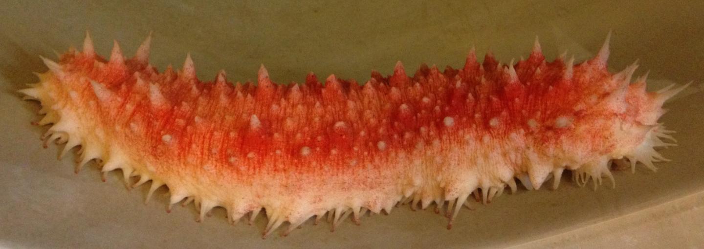 Scientists discover mechanisms of shape-shift | EurekAlert!