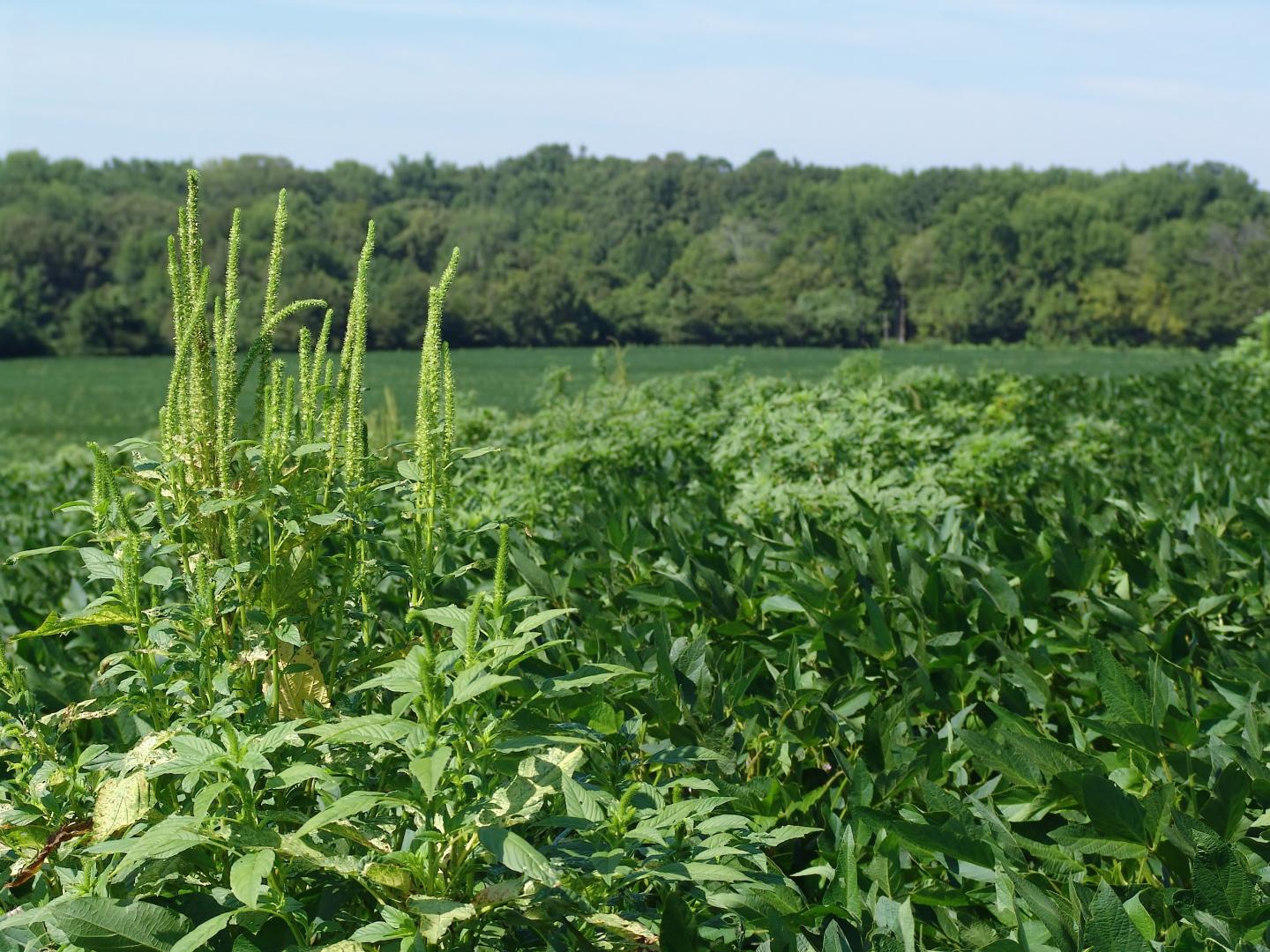 Palmer amaranth in Soyb [IMAGE] | EurekAlert! Science News Releases