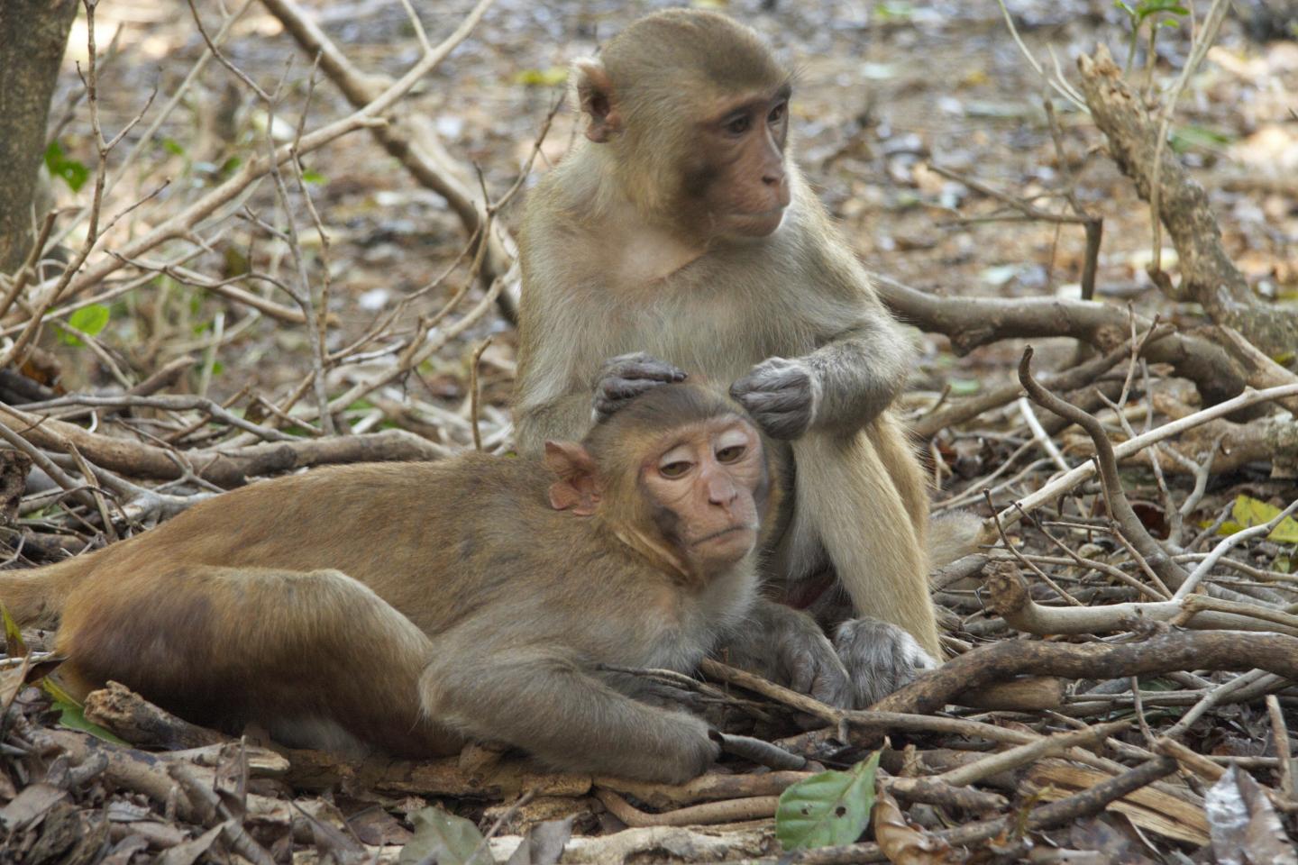 Some monkeys prone to isolation | EurekAlert!
