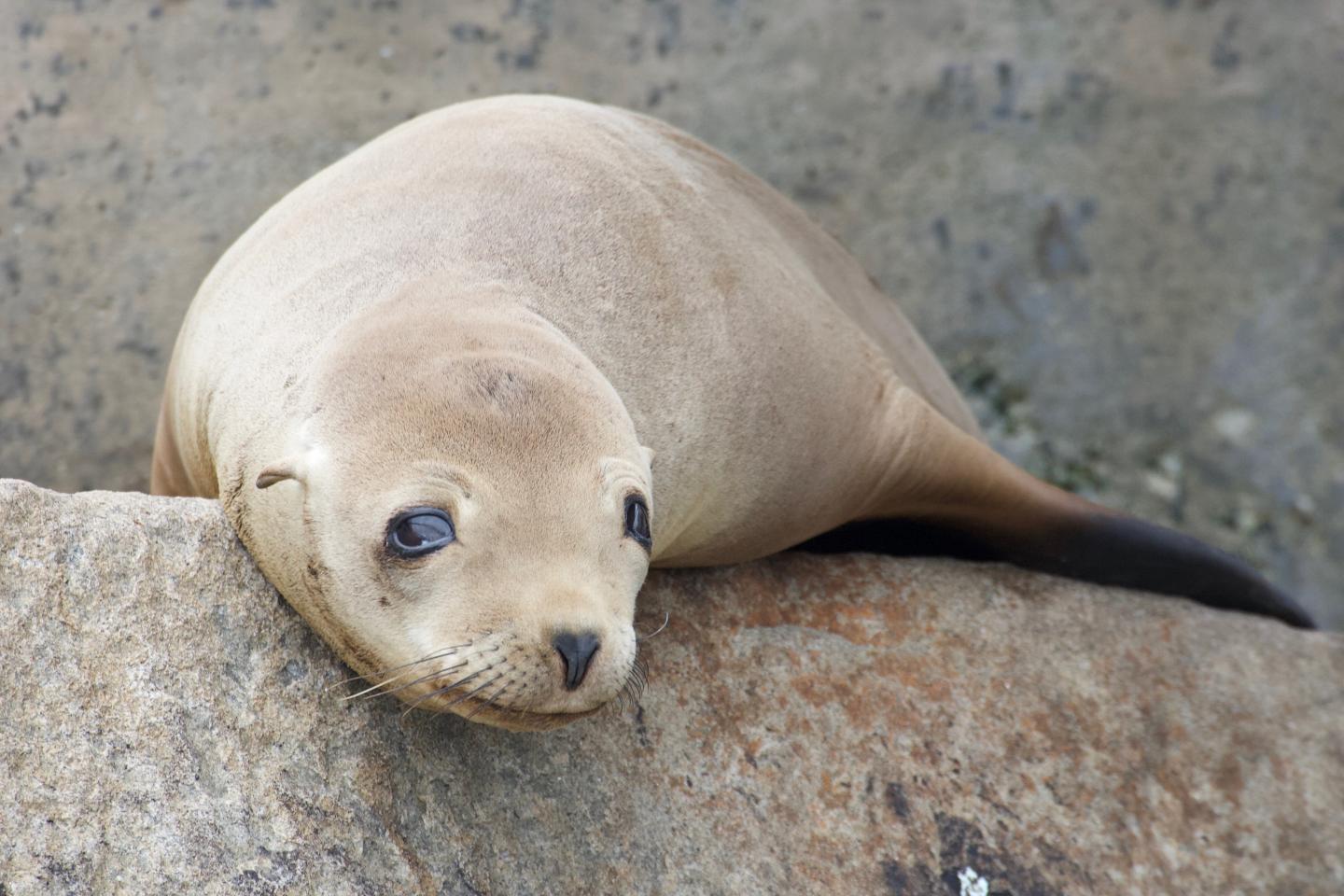 Reducing Bycatch While Sustain [IMAGE] | EurekAlert! Science News Releases
