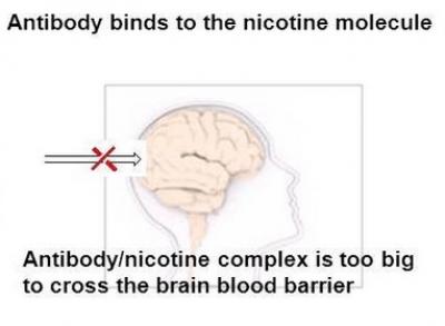 Anti-Nicotine Vaccine for Smok [IMAGE] | EurekAlert! Science News Releases