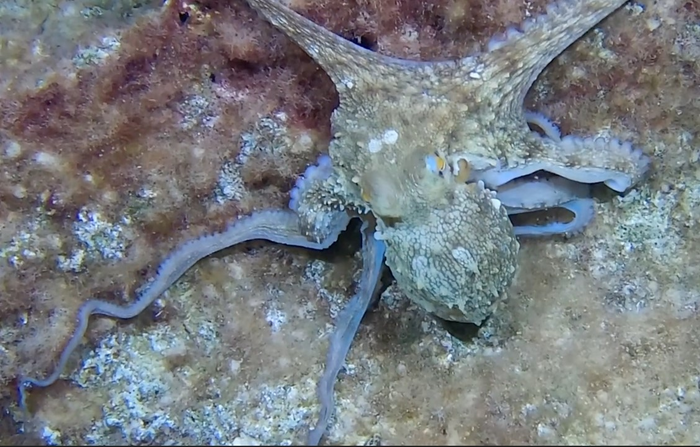 Underwater glove puts octopus' abilities on t | EurekAlert!