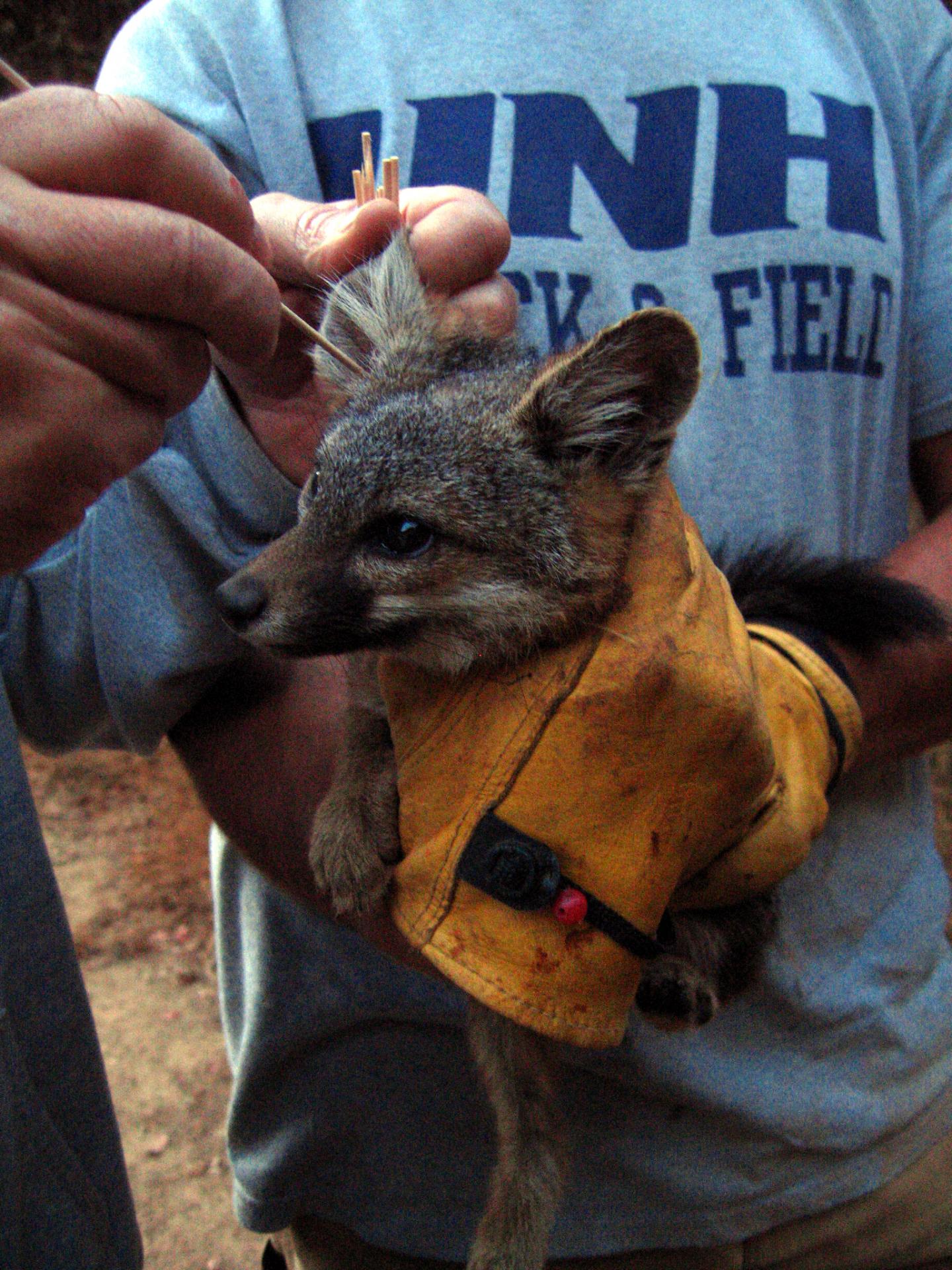 Santa Catalina Island Fox Swab [IMAGE] | EurekAlert! Science News Releases