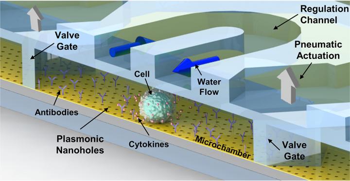 An Innovative Label-Free Metho [IMAGE] | EurekAlert! Science News Releases