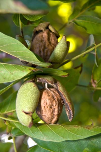 Walnut Fruit [IMAGE] | EurekAlert! Science News Releases