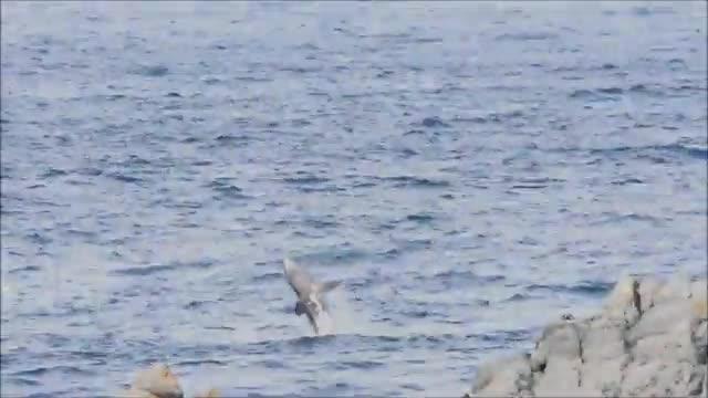 Basking sharks can jump as high and as fast a | EurekAlert!