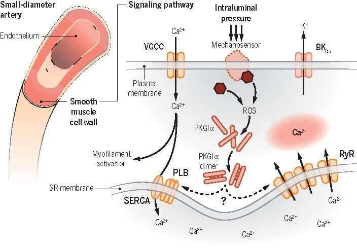 How Blood Vessels Relax Under Pressure | EurekAlert!