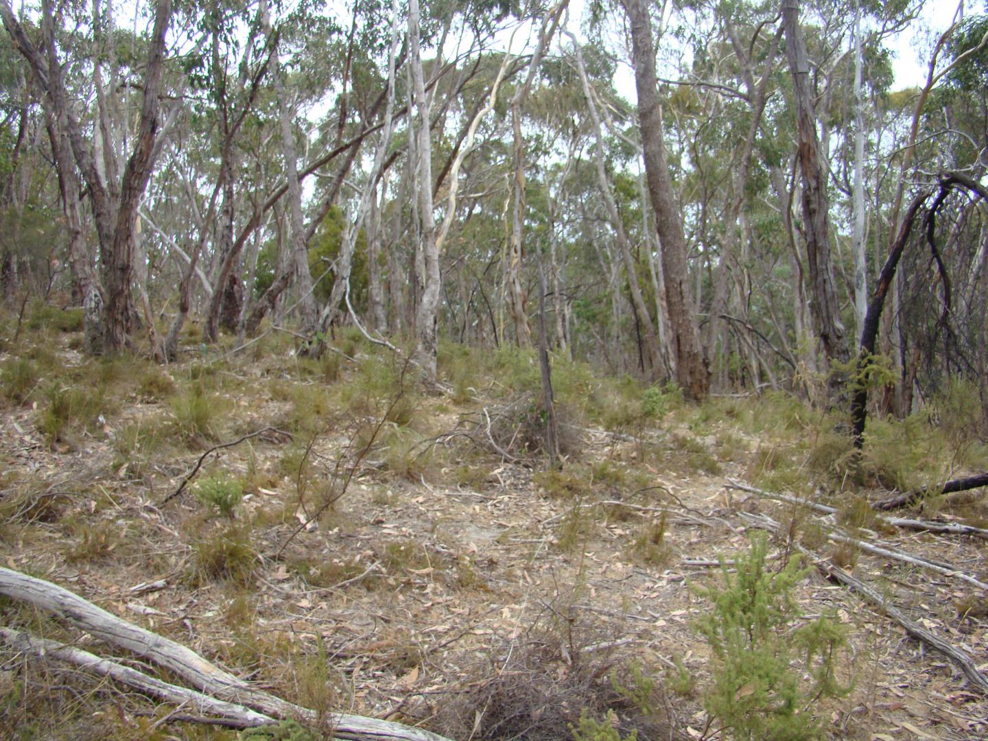 Soil-dwelling Fungi Found Mysteriously Distri | EurekAlert!