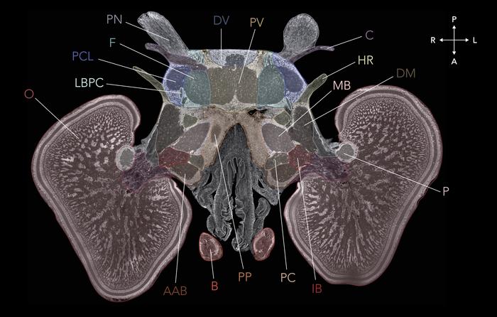 Inside a Cuttlefish Brain [IMAGE] | EurekAlert! Science News Releases