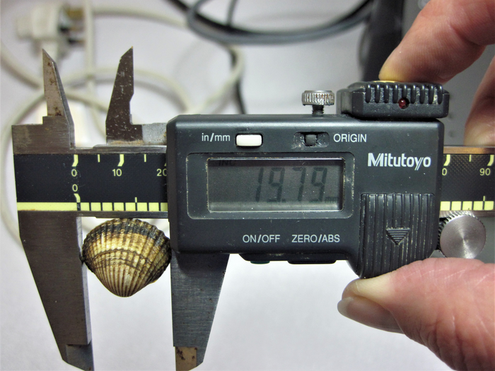 Measuring a cockle during the [IMAGE] | EurekAlert! Science News Releases