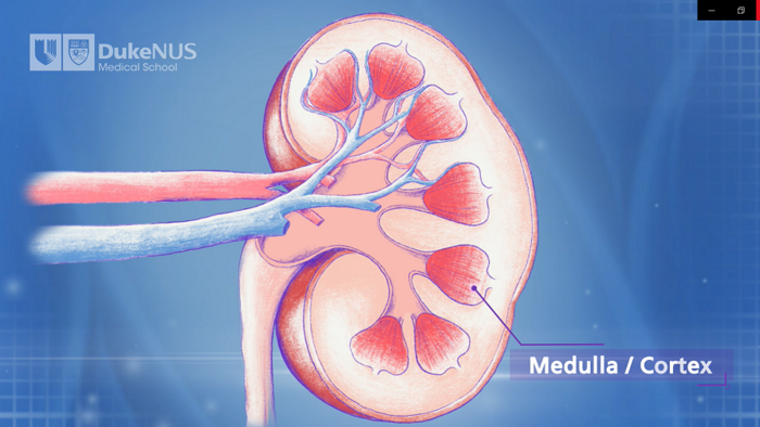 Duke-NUS and NHCS scientists first in the wor | EurekAlert!