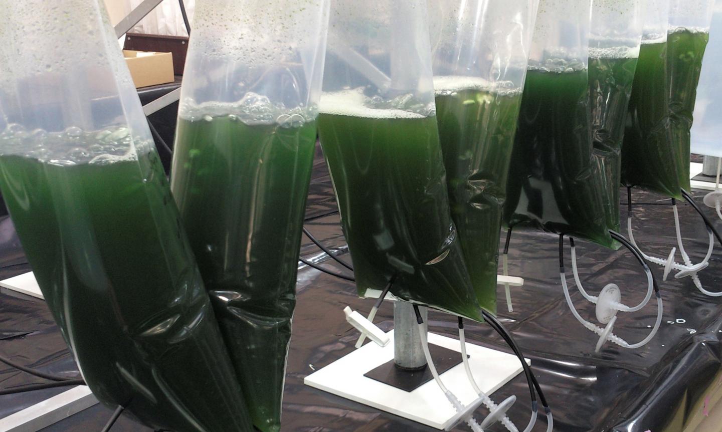Modified microalgae converts sunlight into va | EurekAlert!