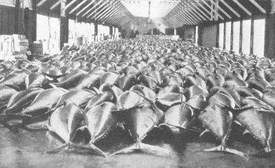 Overfishing threatens European bluefin tuna | EurekAlert!