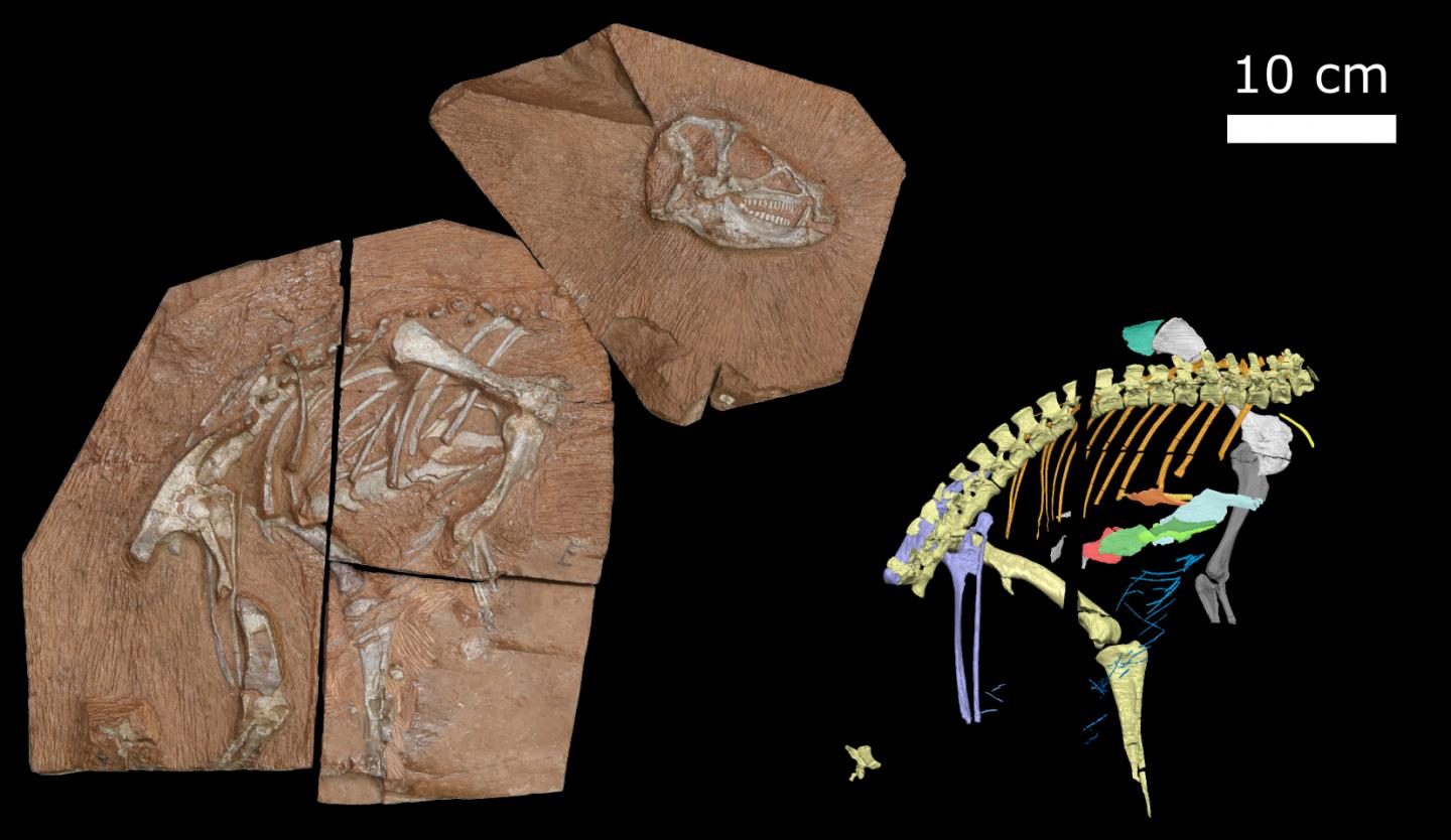 Heterodontosaurus sheds light [IMAGE] | EurekAlert! Science News Releases
