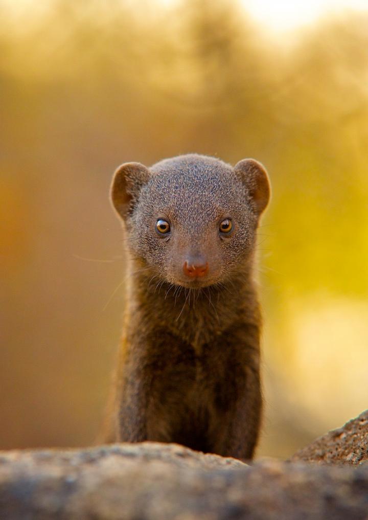 Mongoose Sentinel [IMAGE] | EurekAlert! Science News Releases